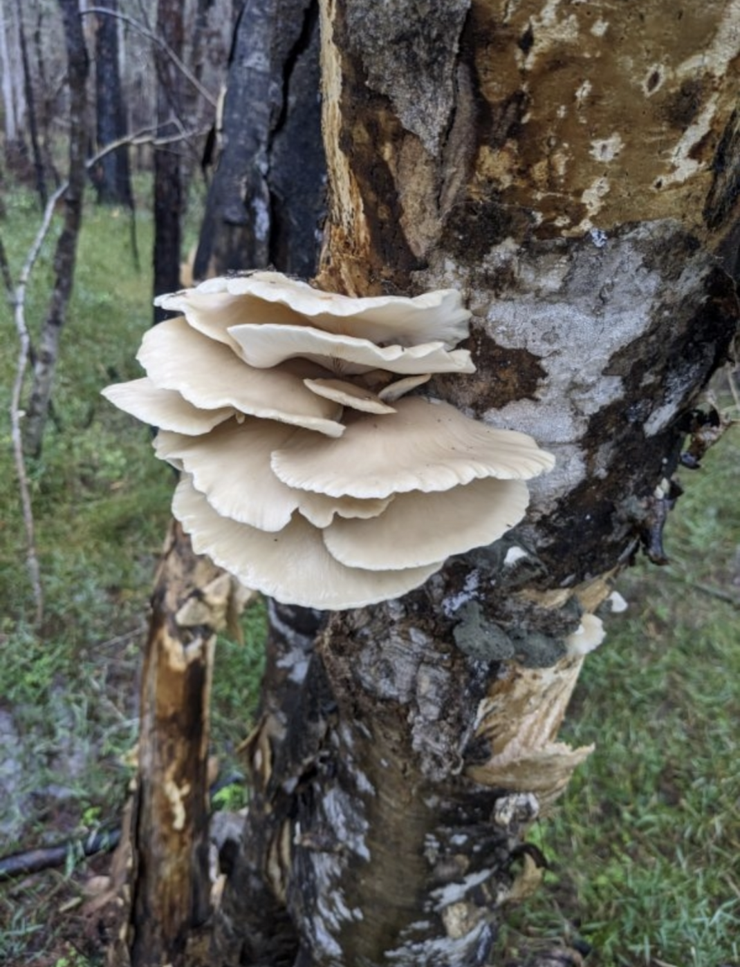 Projects – Florida Mycological Society